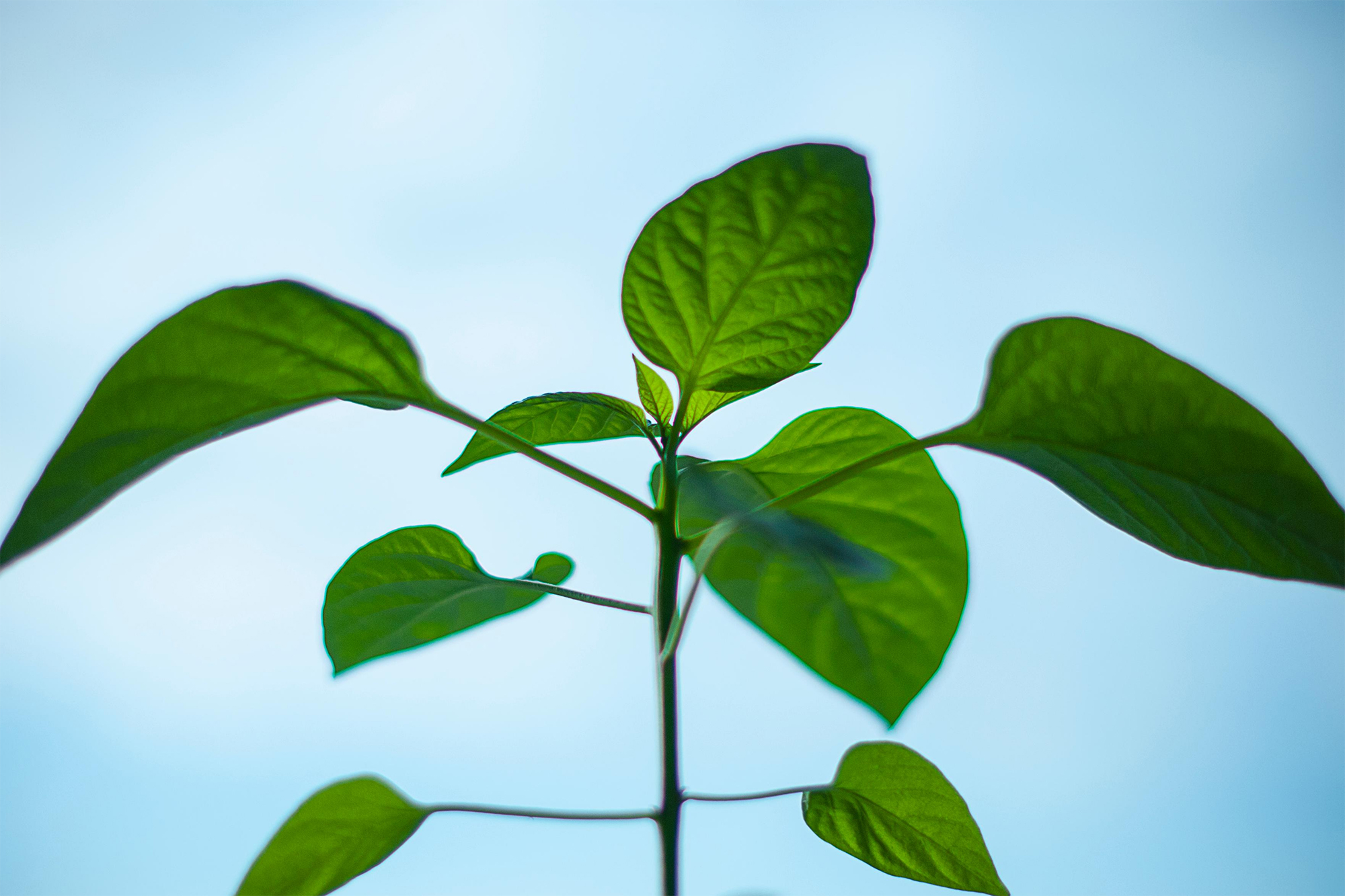 Public Health | Green Energy Consumers Alliance